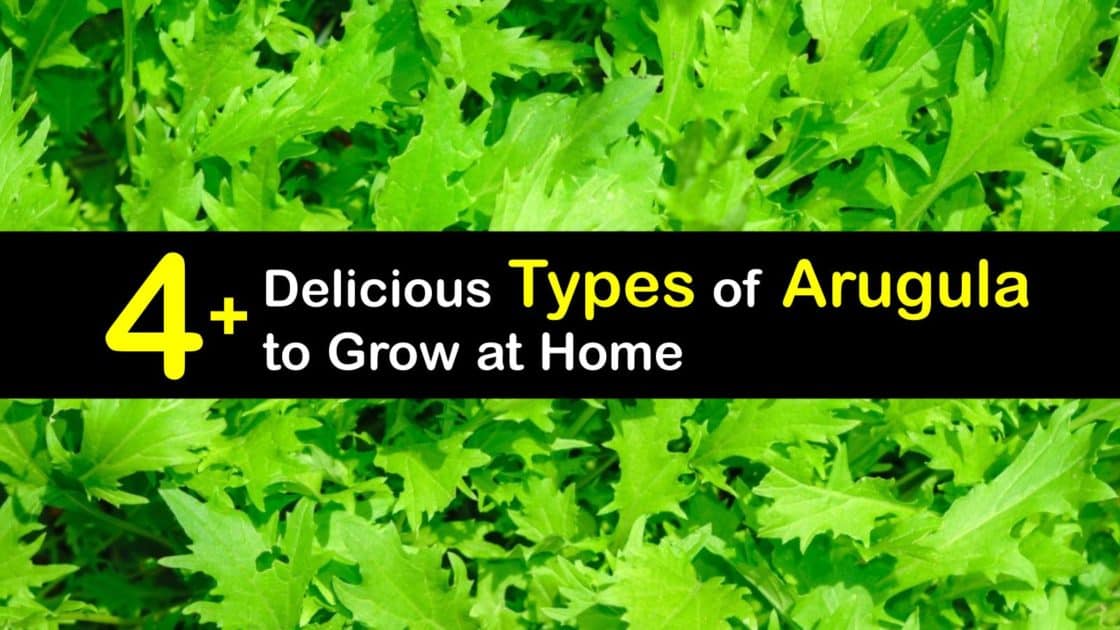 Common Arugula Varieties - Learn about Different Types of Arugula