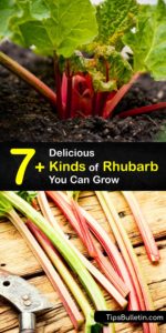 Common Rhubarb Varieties - Learn about Different Types of Rhubarb