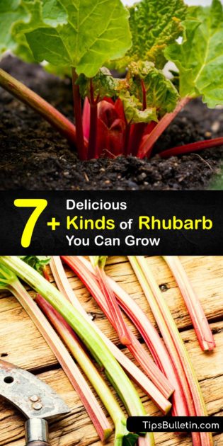 Common Rhubarb Varieties - Learn about Different Types of Rhubarb
