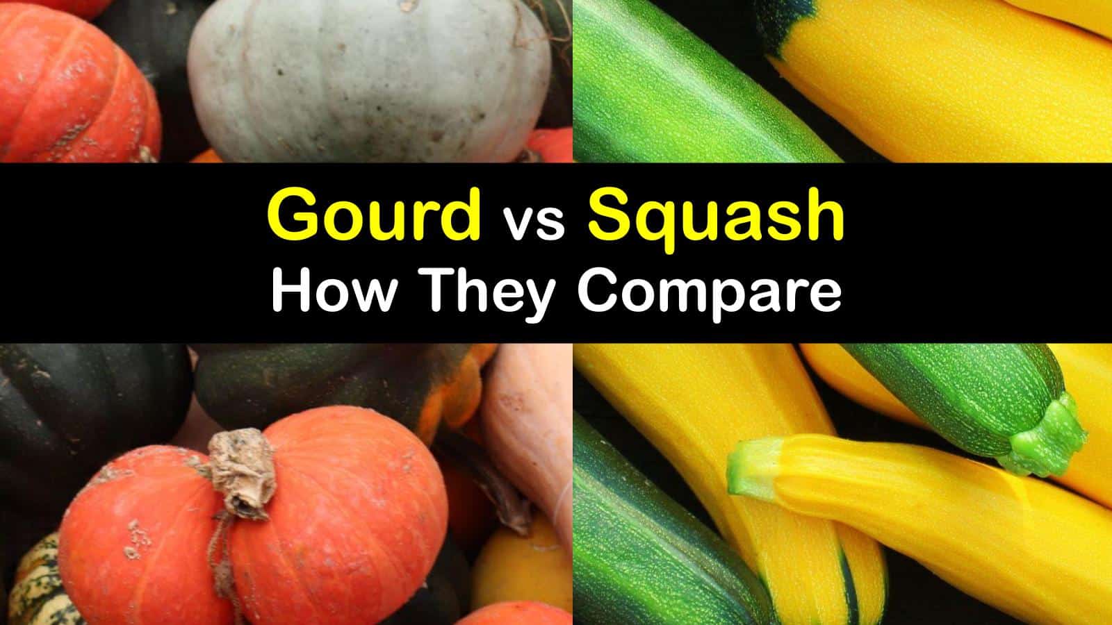How are Gourds and Squash Different
