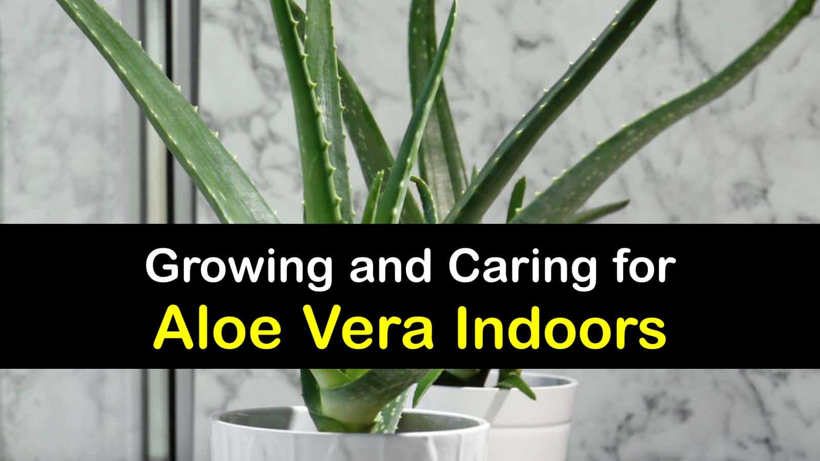 Growing Aloe Vera Inside - Smart Ways to Plant Aloe Vera Indoors