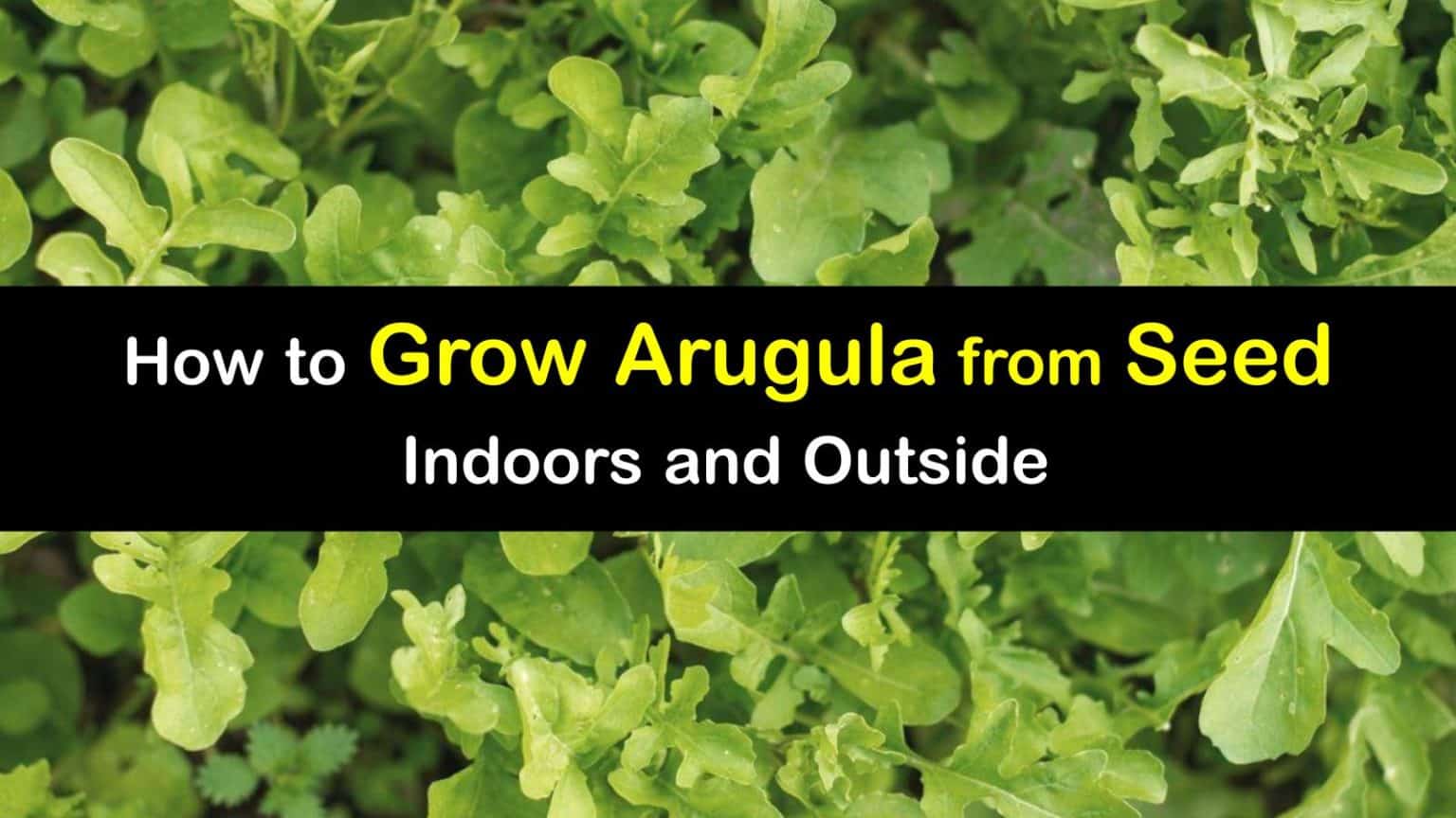 The Complete Guide to Growing Arugula from Seed