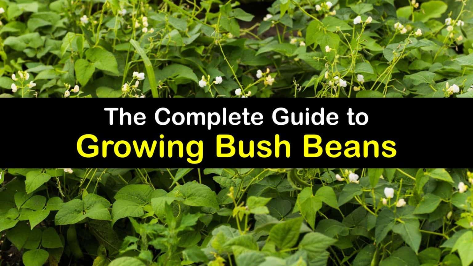 Bush Bean Plant Care - Hands-on Tricks for Growing Bush Beans