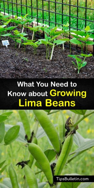 Lima Bean Plant Care - Clever Ideas for Growing Lima Beans