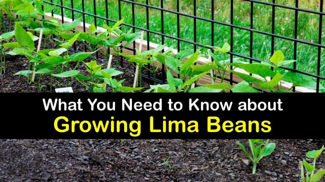 Lima Bean Plant Care - Clever Ideas for Growing Lima Beans