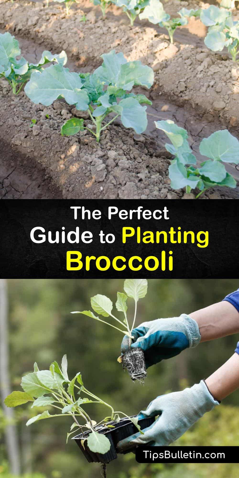Planting Broccoli - Incredible Guide for Growing Broccoli Plants