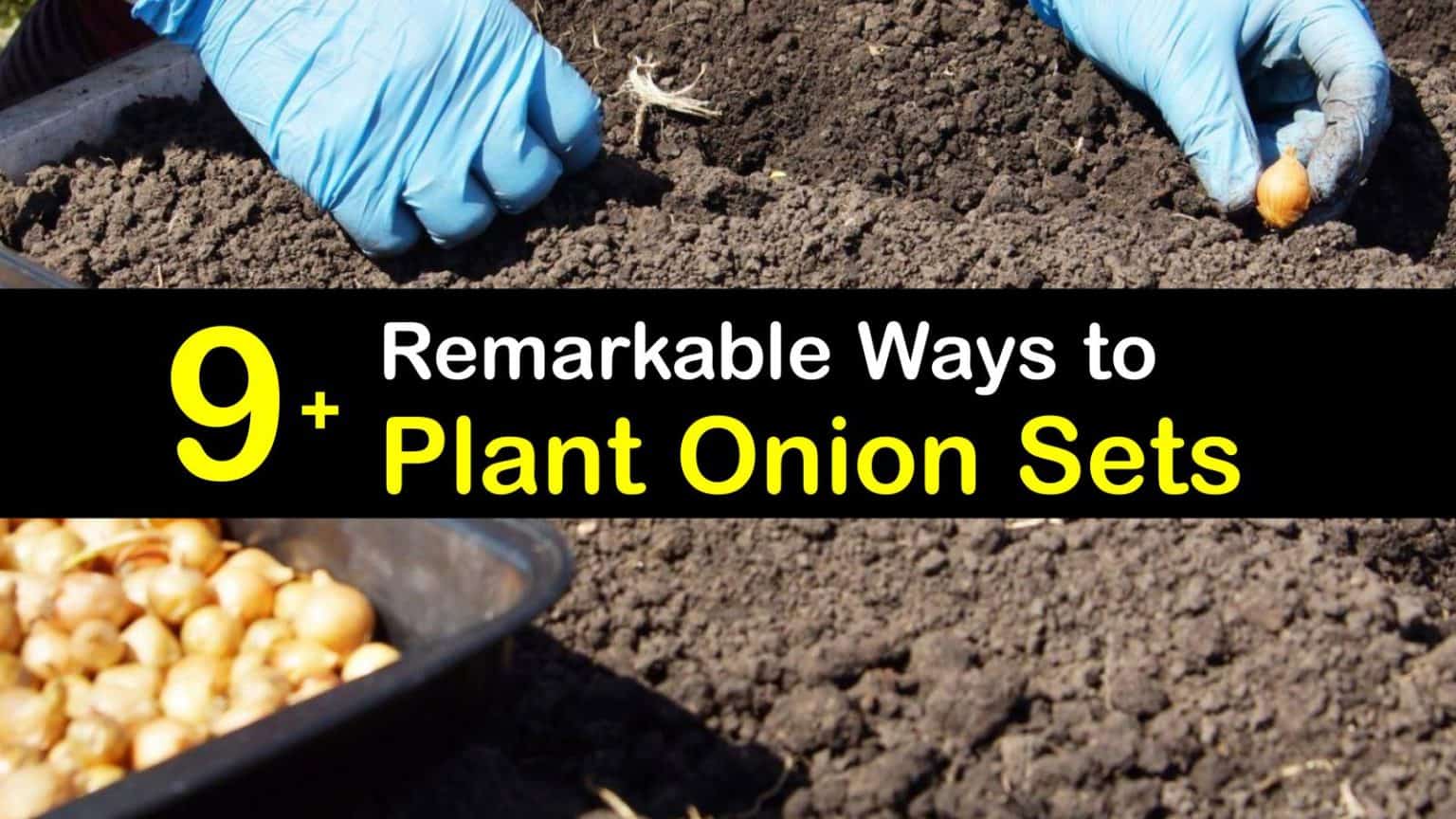 Tips for Planting Onion Sets - Clever Tricks for Growing Onion Sets