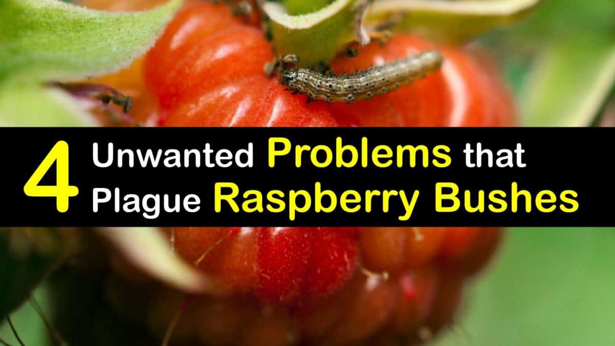 Problems Growing Raspberries - What You Need to Do