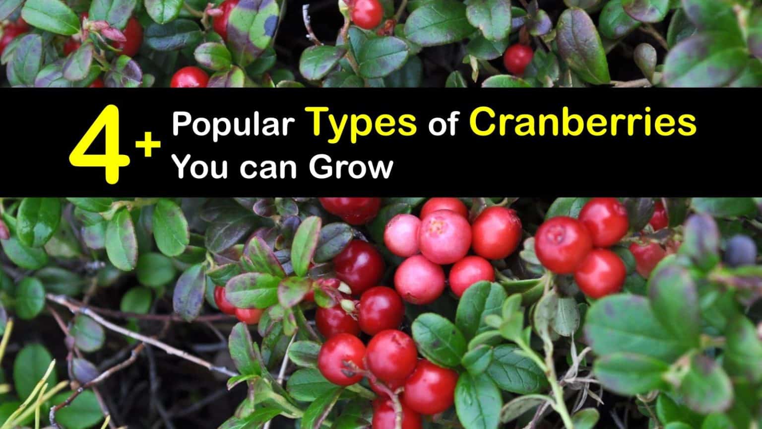 Cranberry Varieties - Learn about Different Types of Cranberries