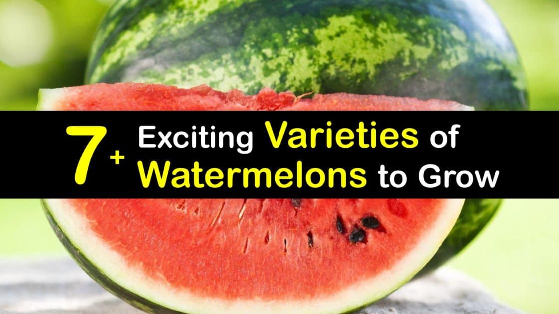 Common Watermelon Varieties - Discover Different Types of Watermelon