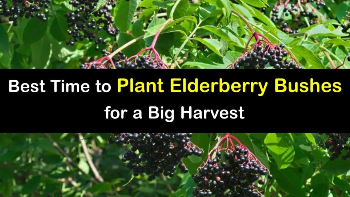 Growing Elderberry Bushes - Hands-on Tips for When to Plant Elderberries