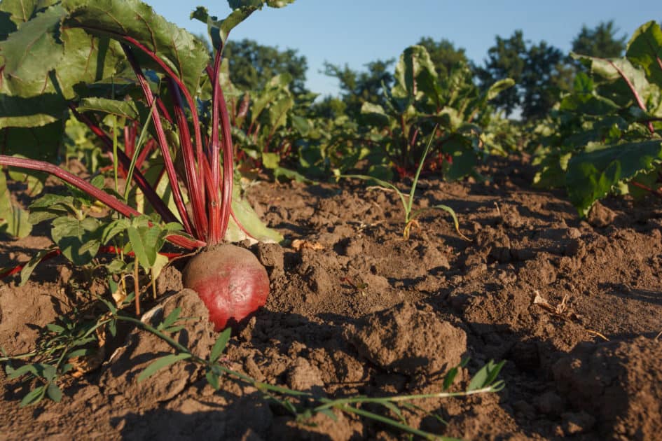 Beet Plant Companions - What Grows Well with Beets