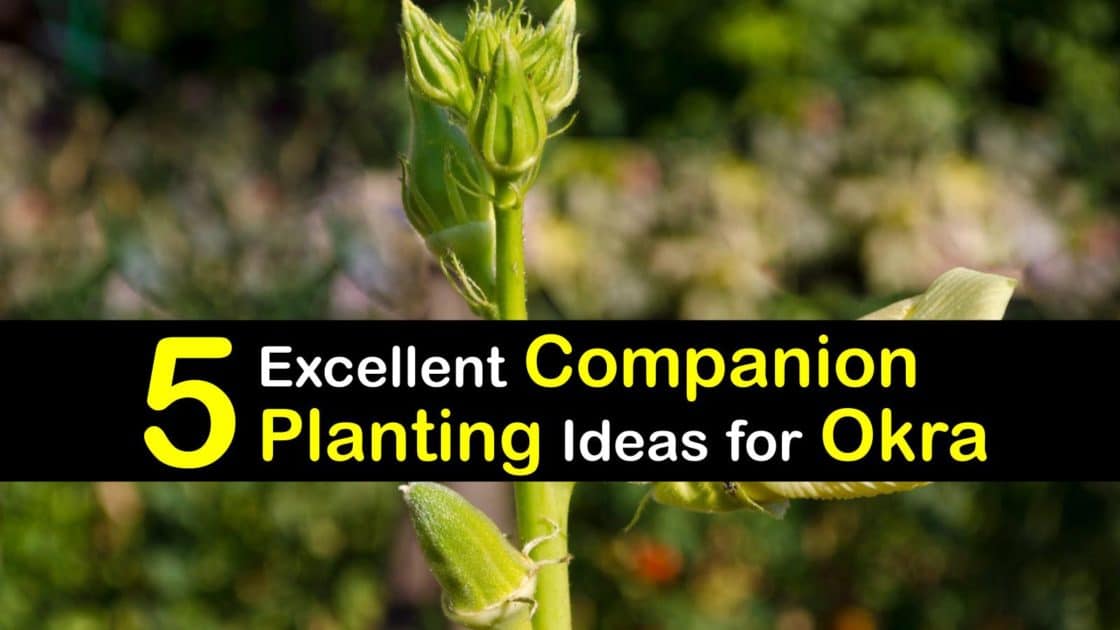 Plant Companions for Okra - Plants that Grow Well with Okra