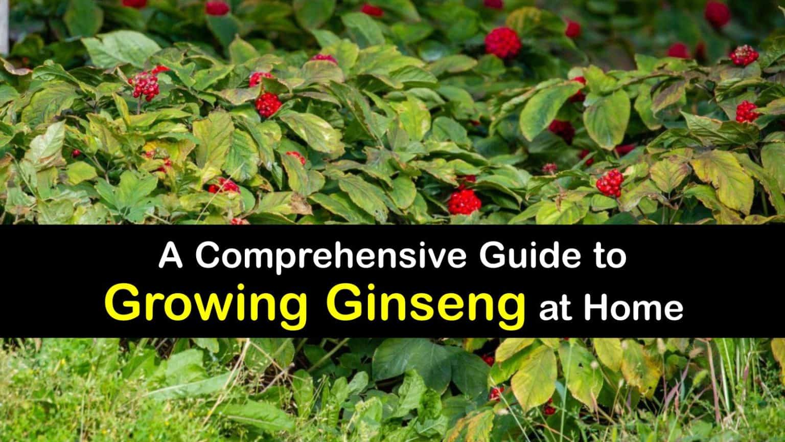 Growing Ginseng Plants - Awesome Tricks for Planting Ginseng