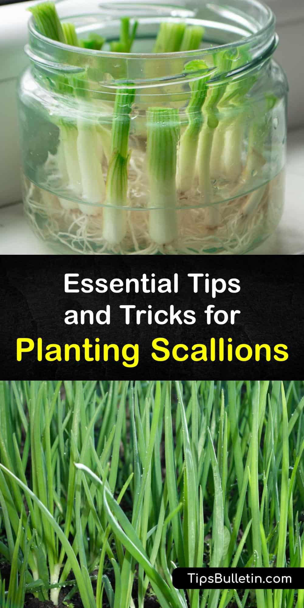 Planting Scallions - Step-by-Step Ways to Grow Scallions
