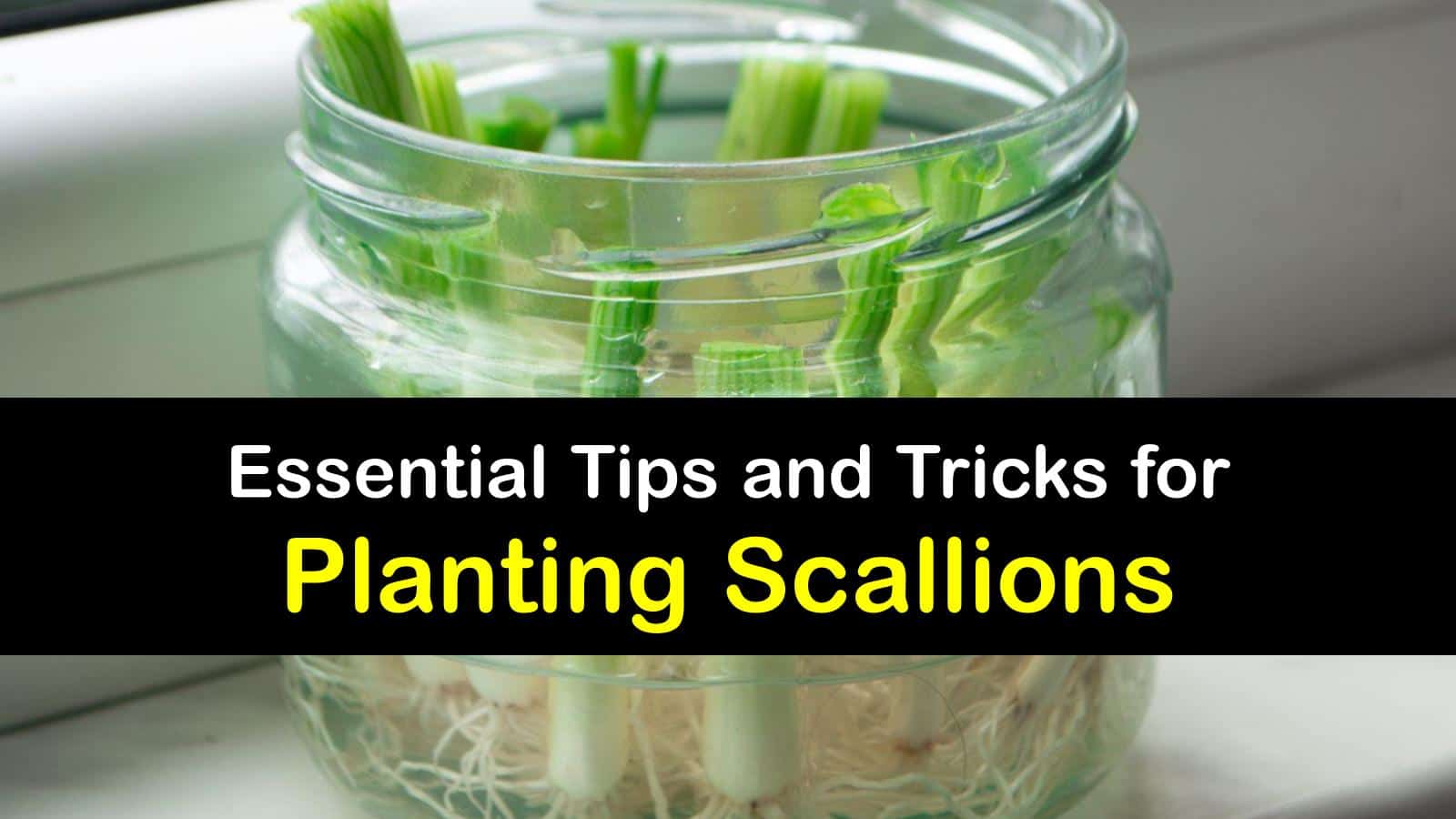Planting Scallions - Step-by-Step Ways to Grow Scallions