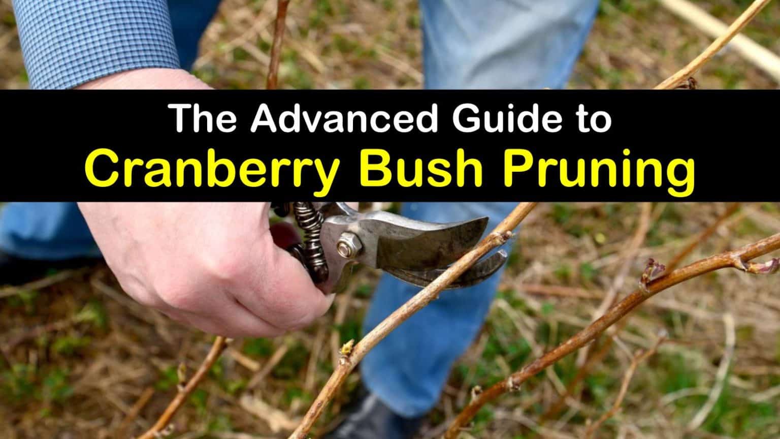 Cranberry Plant Pruning - How to Trim Cranberry Bushes