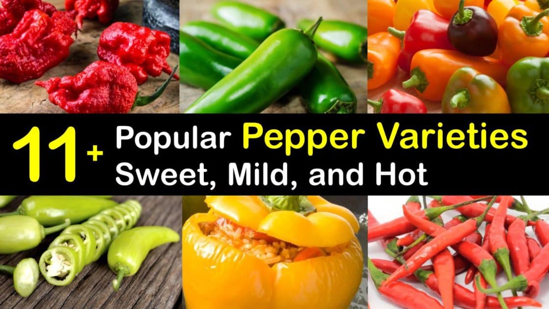 11+ Popular Pepper Varieties - Sweet, Mild, and Hot