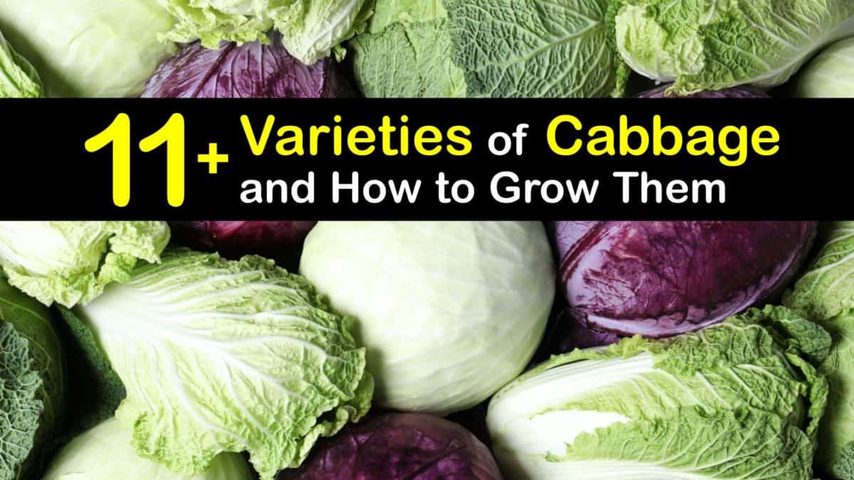 Varieties of Cabbage - Choosing Different Cabbage Types