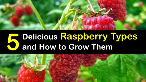 Common Raspberry Varieties - Choose between Raspberry Plant Types