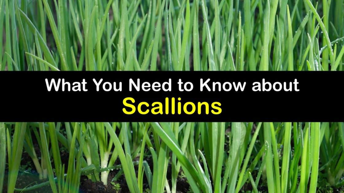 Growing Scallions - Learn More about Planting Scallions