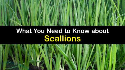 Growing Scallions - Learn More about Planting Scallions