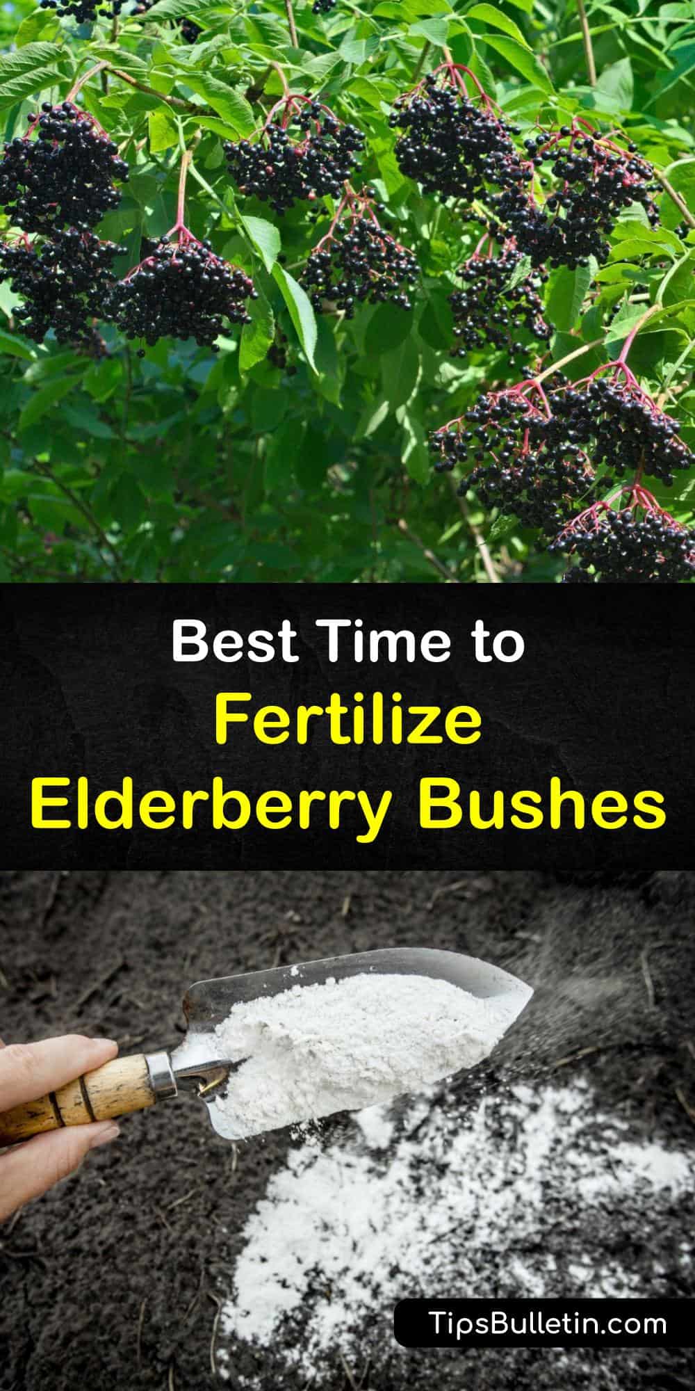 Elderberry Bush Fertilizer - When to Fertilize Elderberry Bushes