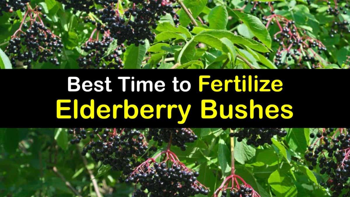 Elderberry Bush Fertilizer - When to Fertilize Elderberry Bushes
