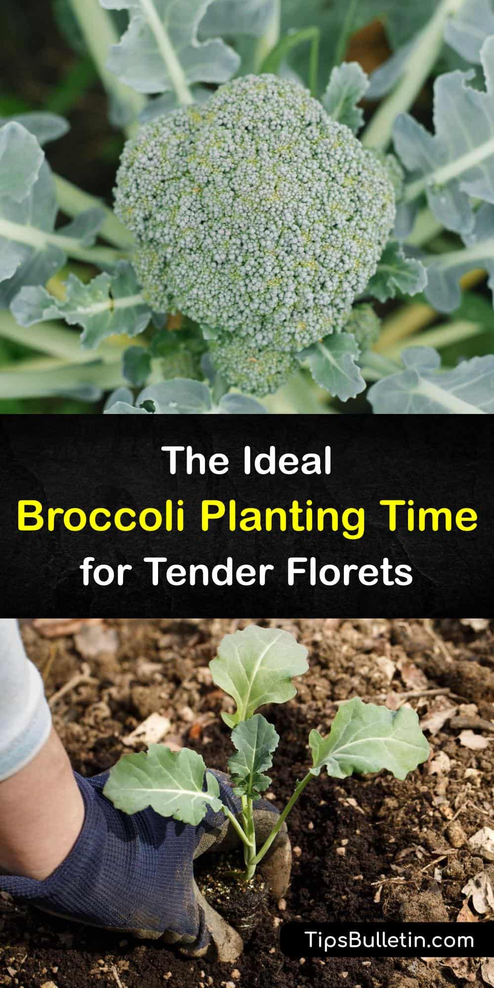 Broccoli Growing - Incredible Tricks for the Best Time to Plant Broccoli