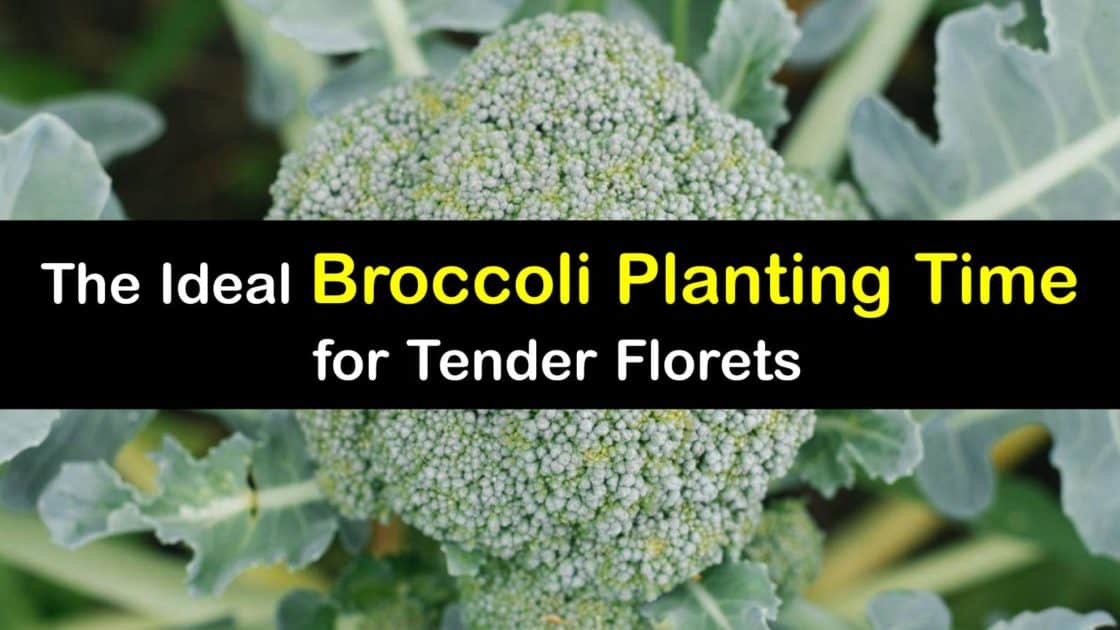 Broccoli Growing - Incredible Tricks for the Best Time to Plant Broccoli