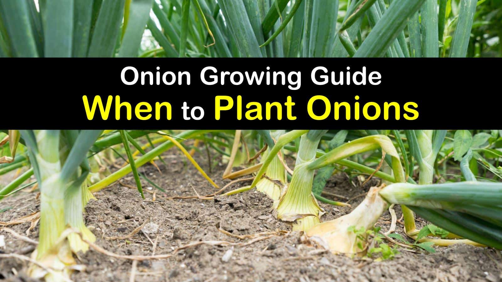 Growing Onions - Clever Tricks for Planting Onions