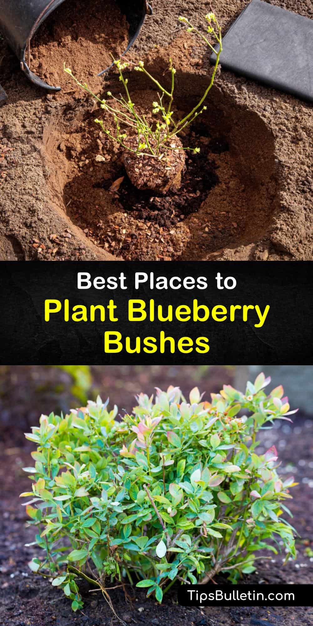 Where to Grow Blueberries - Best Blueberry Plant Locations