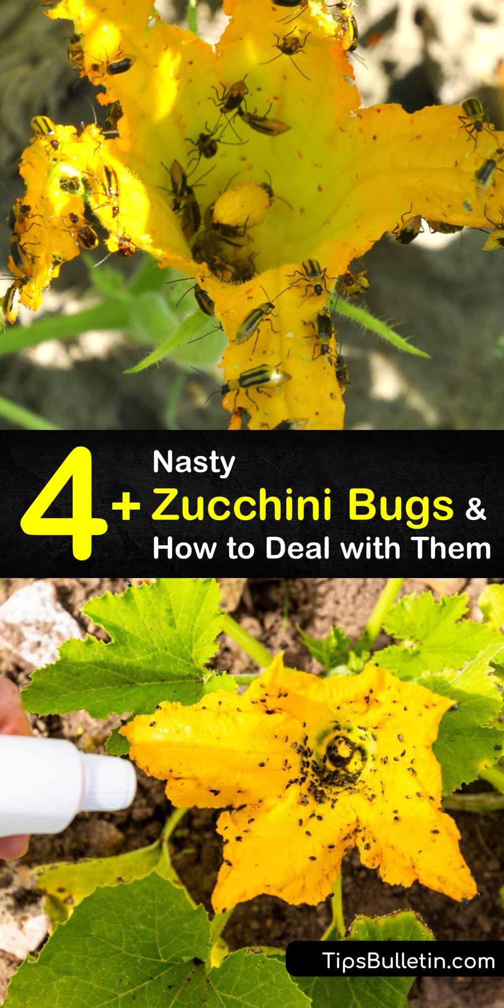 Insects that Love Zucchini - Getting Rid of Zucchini Bugs