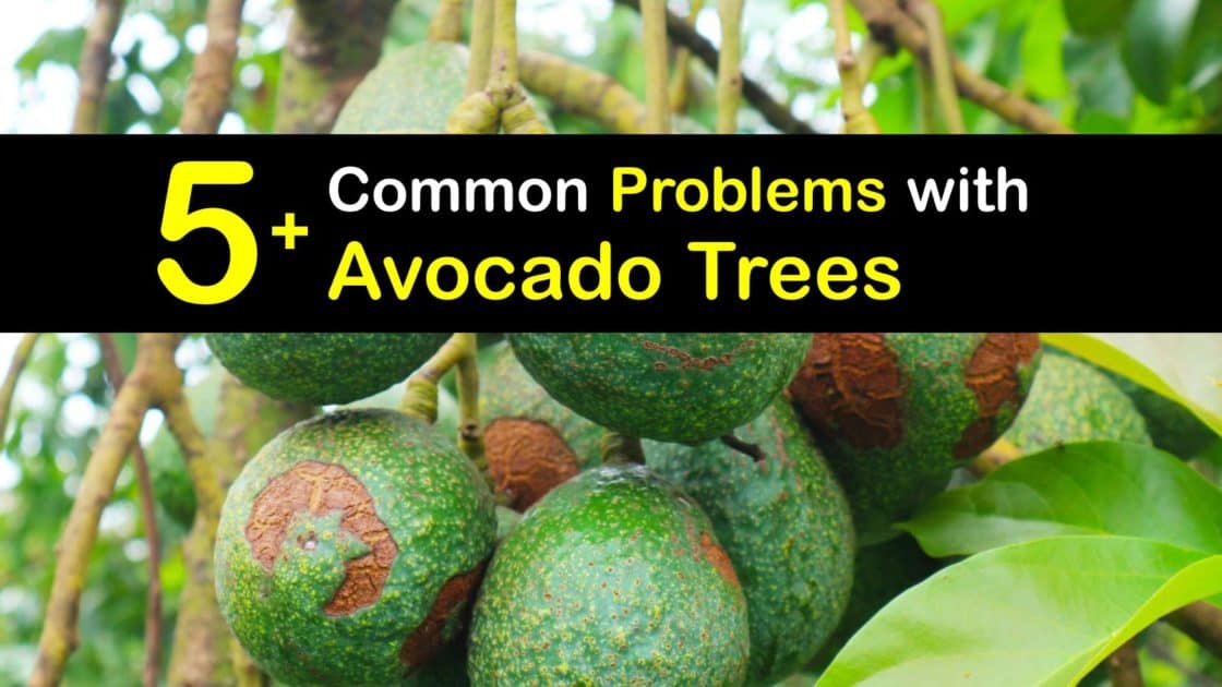 Avocado Tree Diseases - What is Wrong with My Avocados
