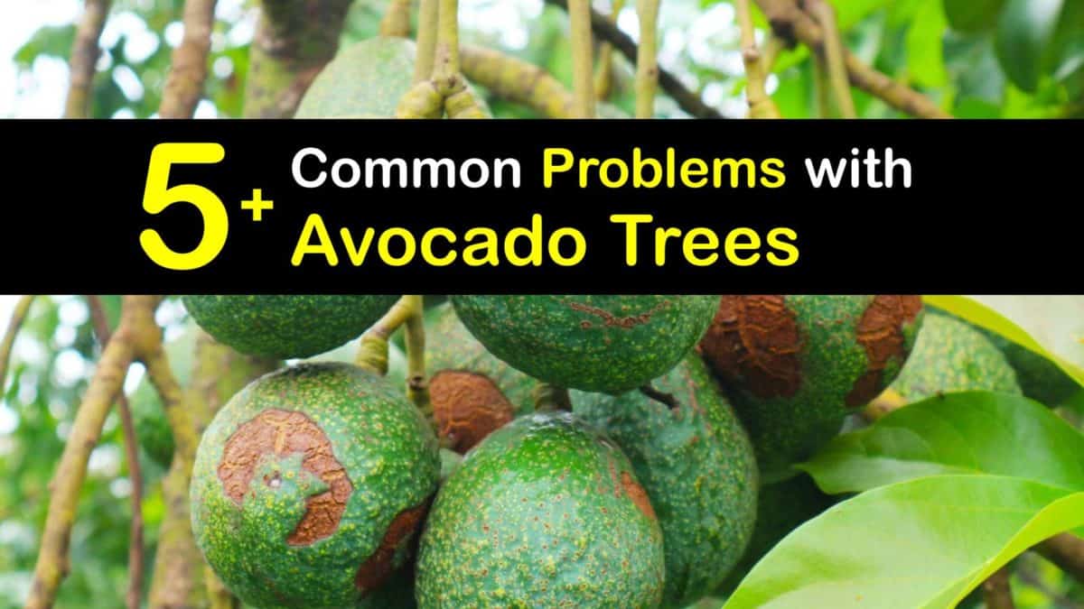 Avocado Tree Diseases - What is Wrong with My Avocados