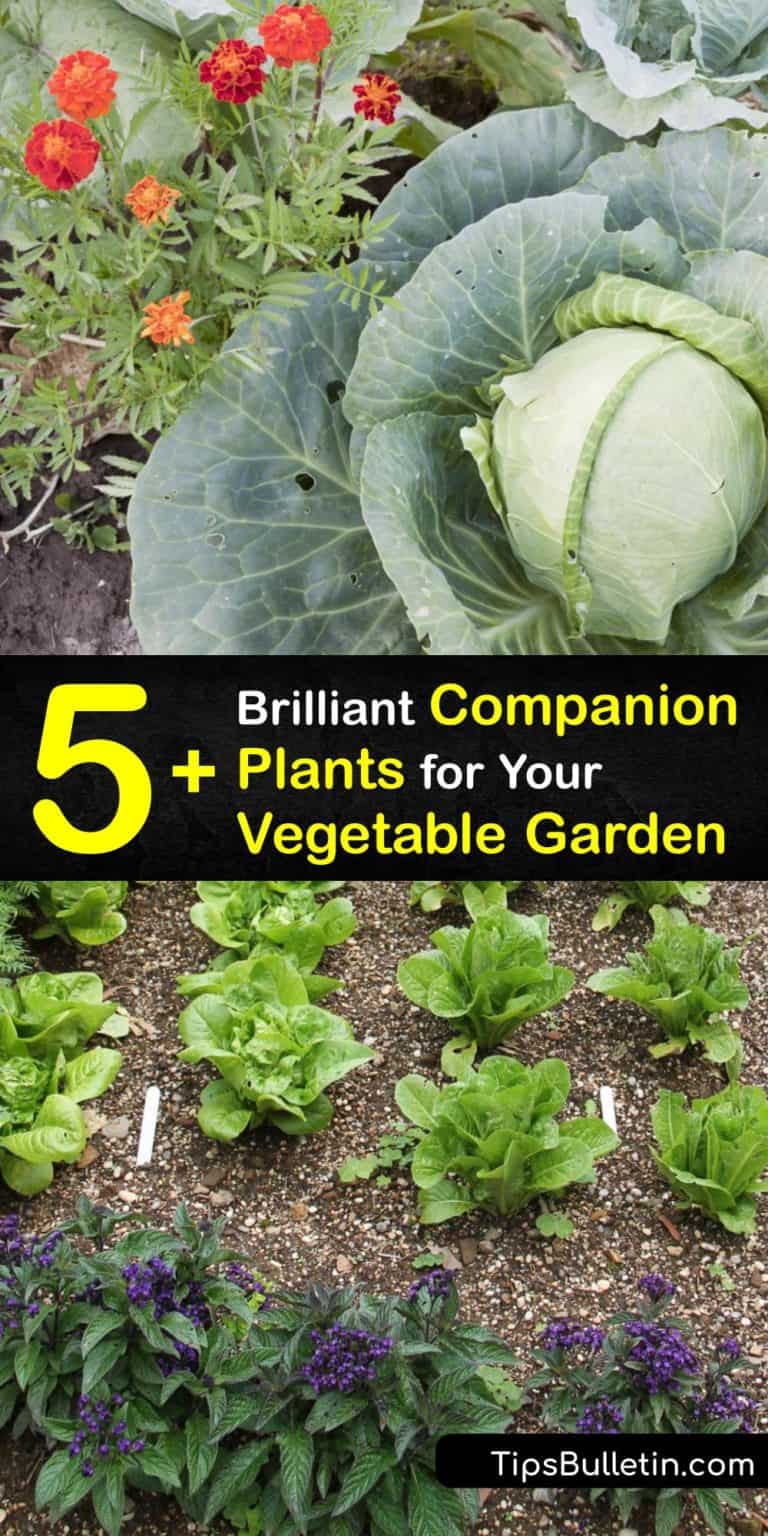 Plant Companions for Vegetables - Plants that Grow Well with Veggies