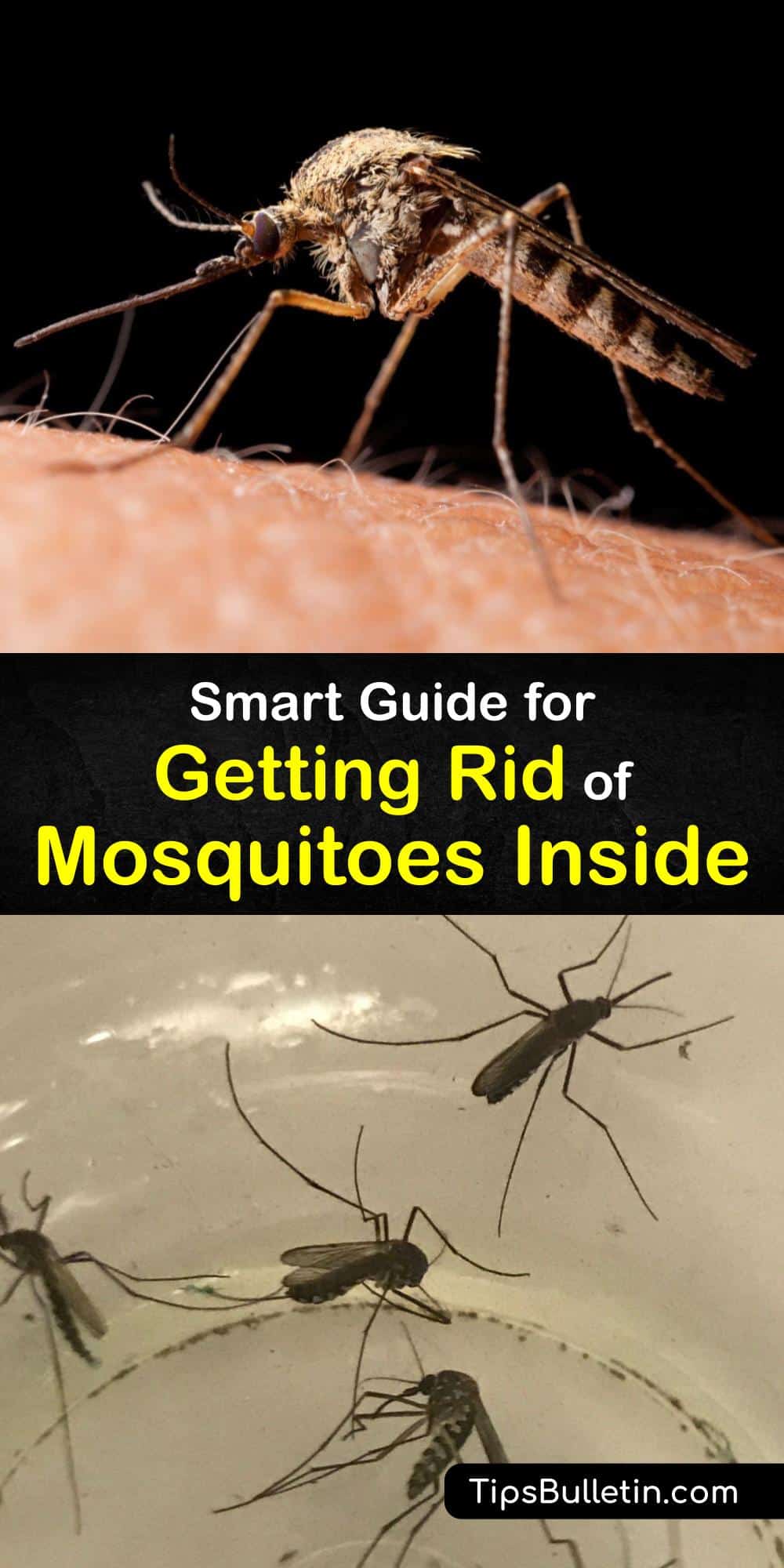 Indoor Mosquito Control - Fast Tricks for Getting Rid of Mosquitoes Inside