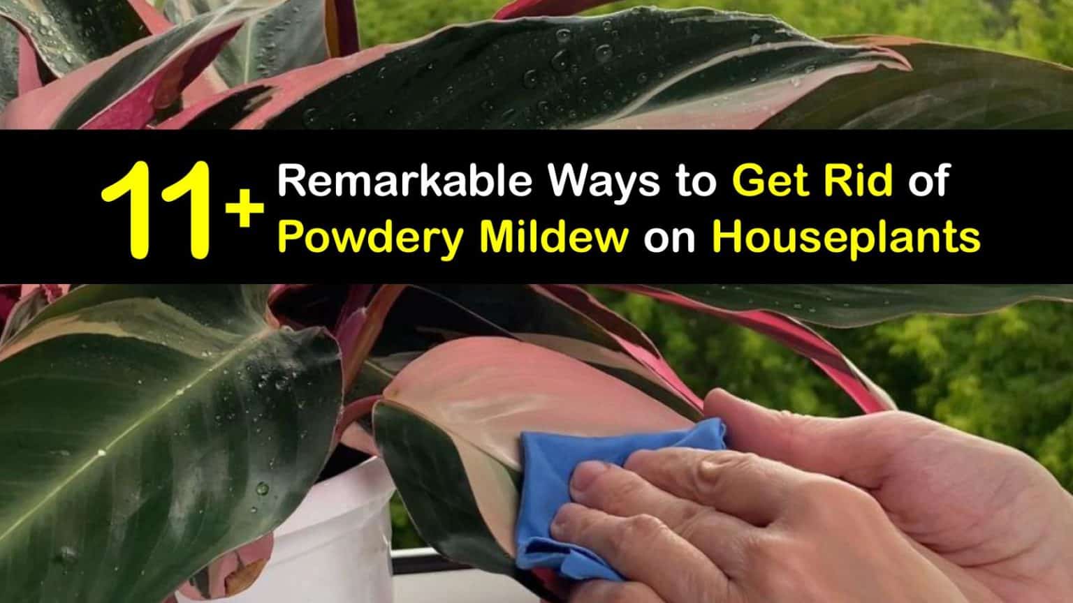 Powdery Mildew on Houseplants - Smart Tips for White Spots on Plants