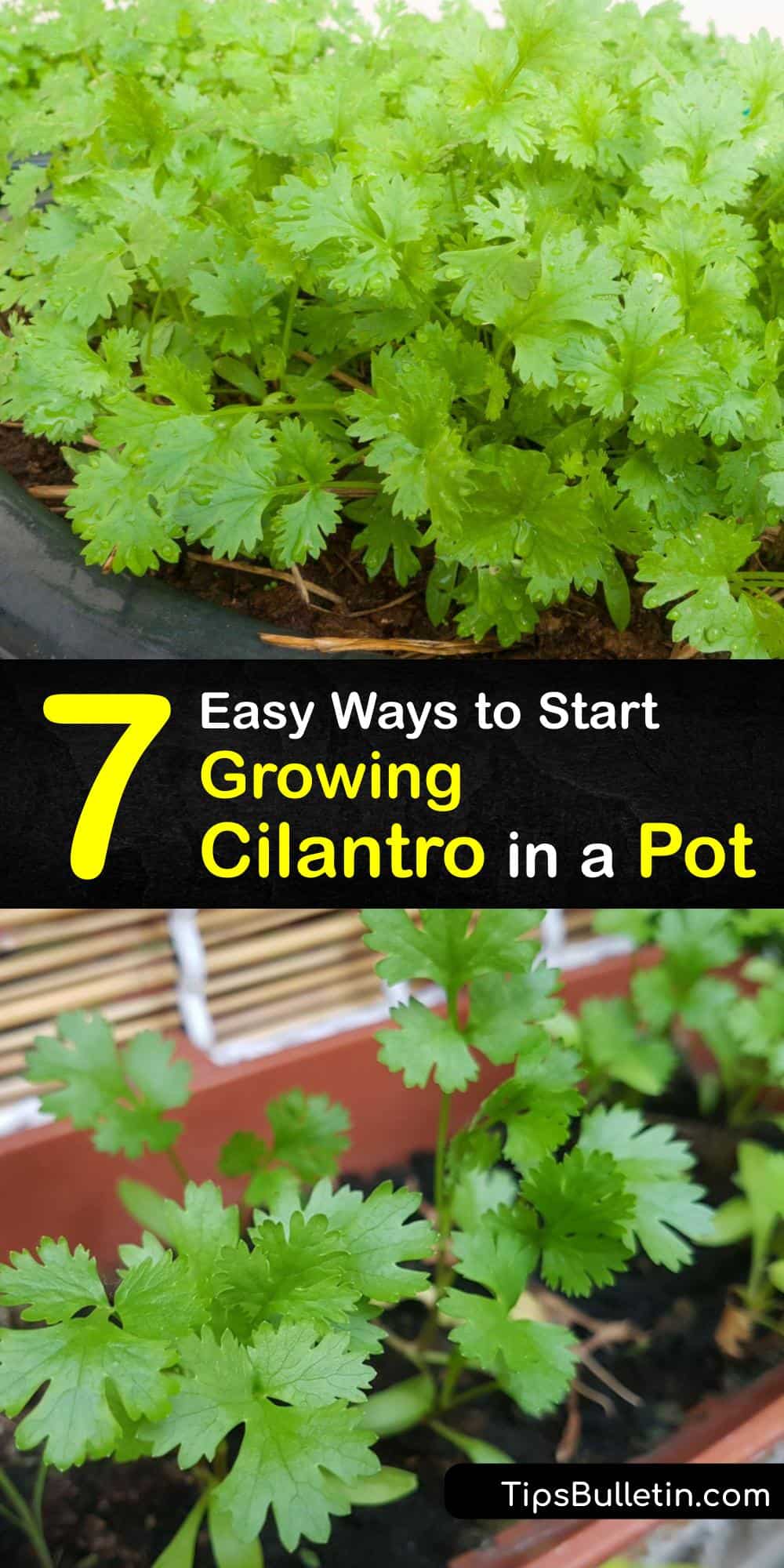 Plant Cilantro in Pots - Hands-on Tricks for Planting Cilantro in ...