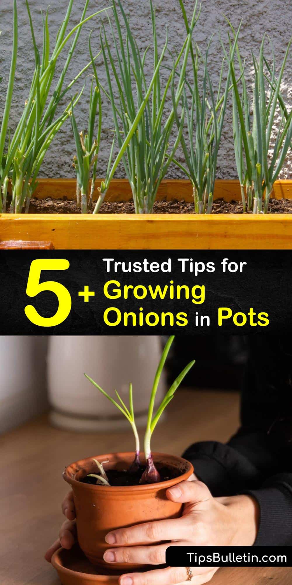 Growing Onions in Containers - Fast Guide for Planting Onions in Pots