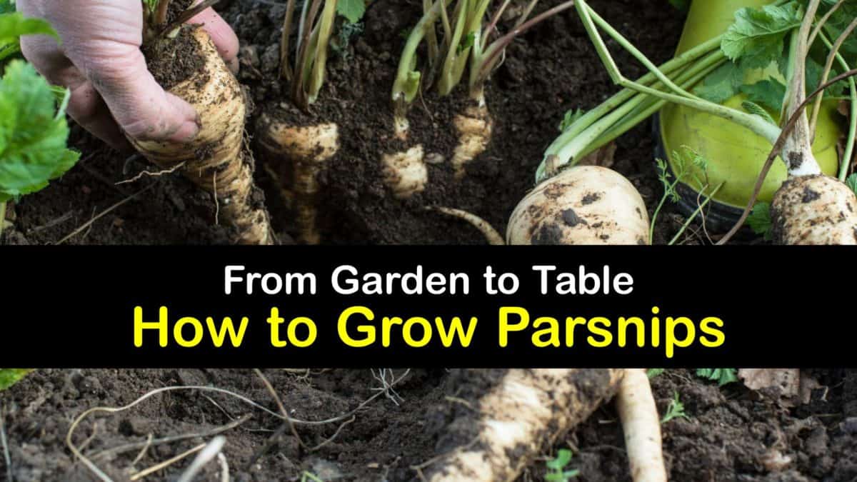 Planting Parsnips - Fast Tricks for Growing Parsnip Plants