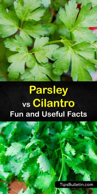 Differences between Parsley and Cilantro