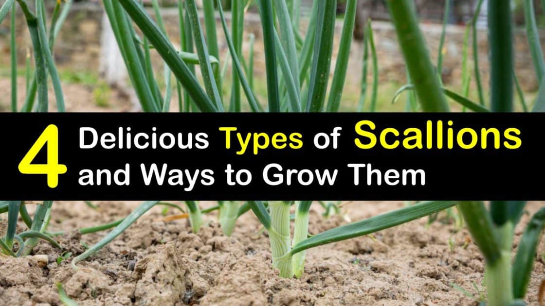 Varieties of Scallions - Choosing Different Scallion Types