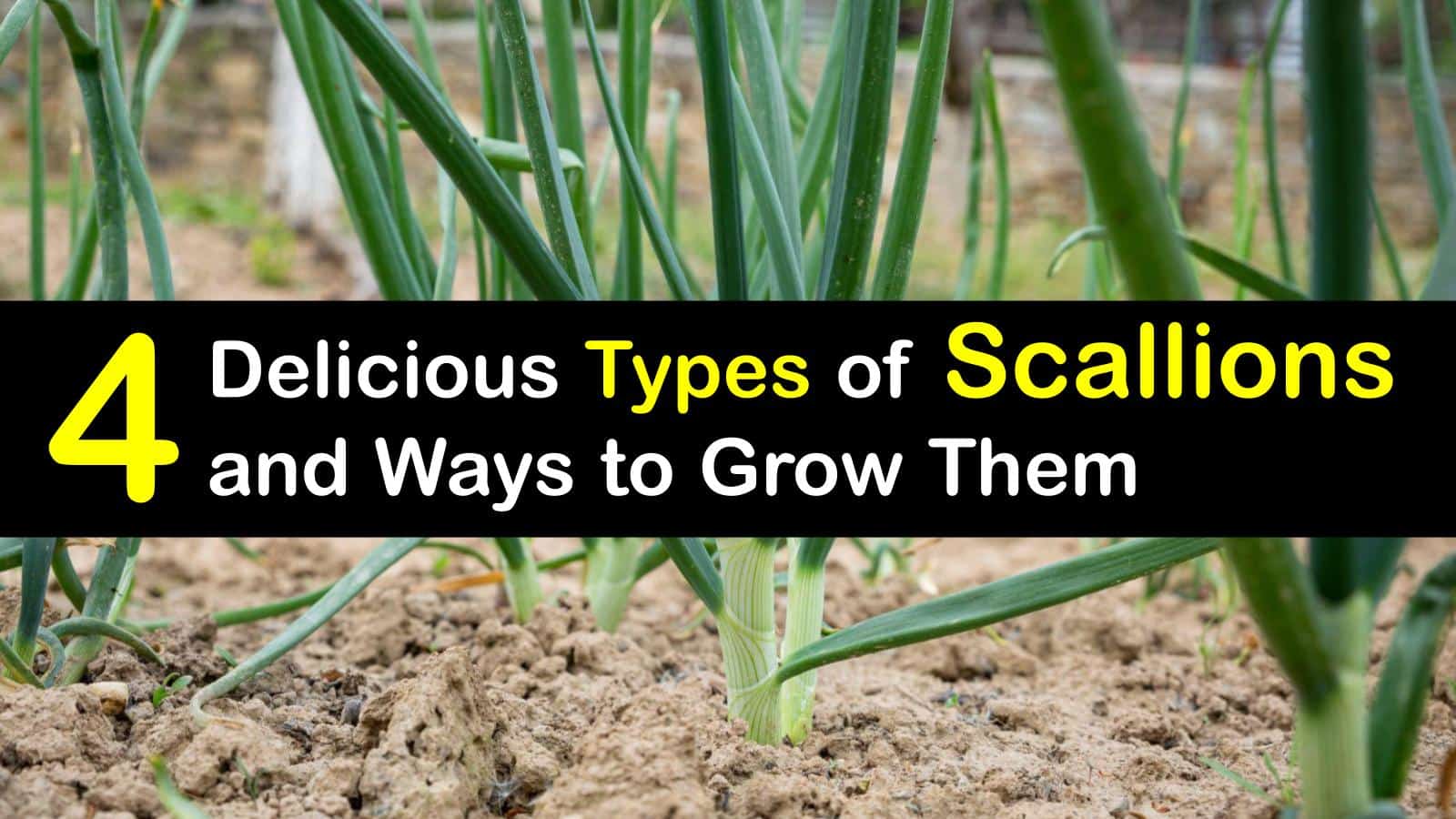 Varieties of Scallions - Choosing Different Scallion Types