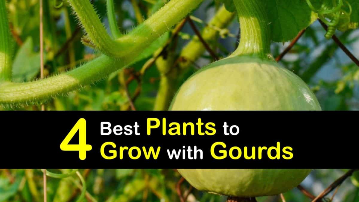What Grows Well with Gourds - Best Companion Plants for Gourds