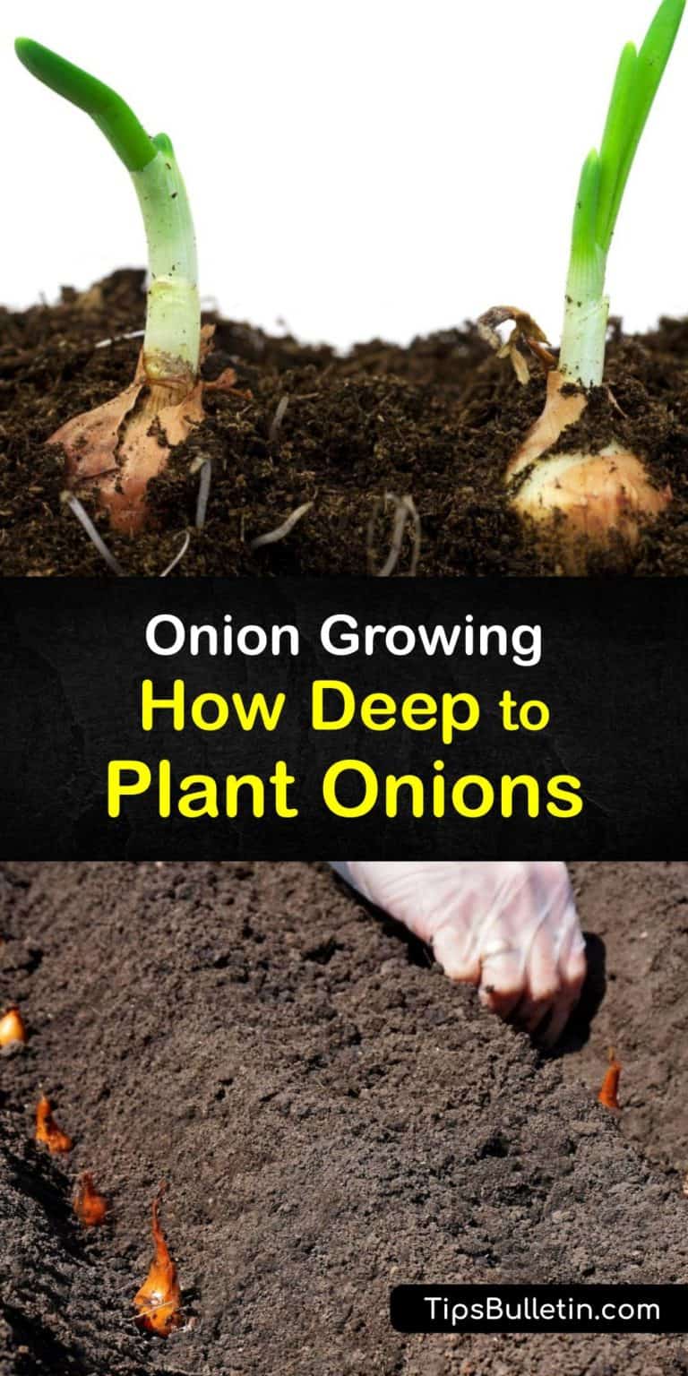 Onion Growing Tips - Easy Guide to Onion Planting Depth