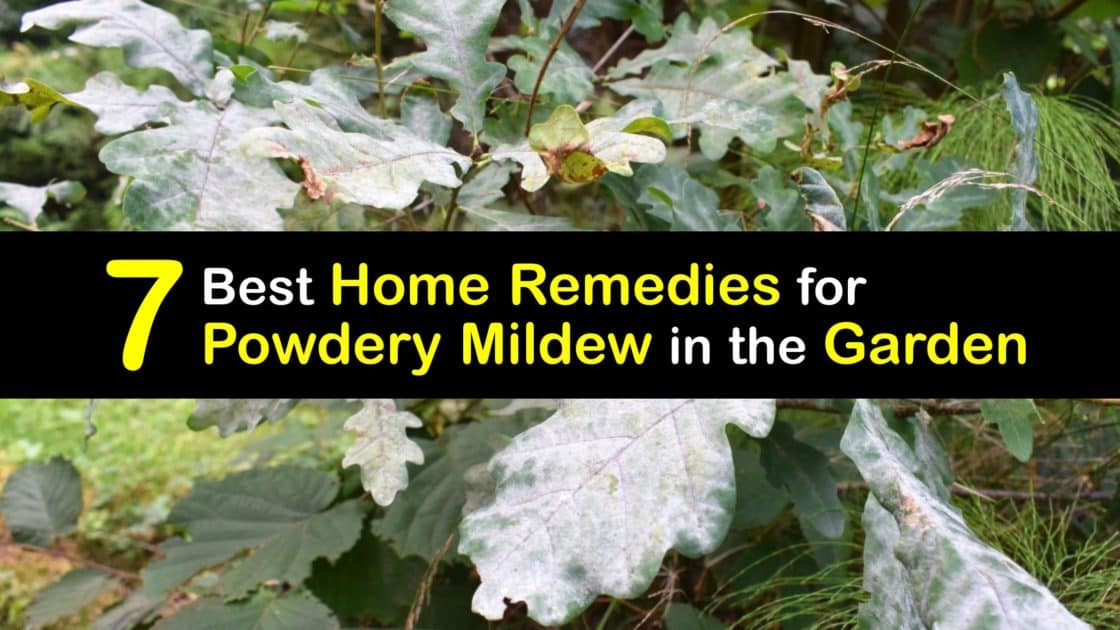 Powdery Mildew in the Garden - Remedies for White Spots on Plants