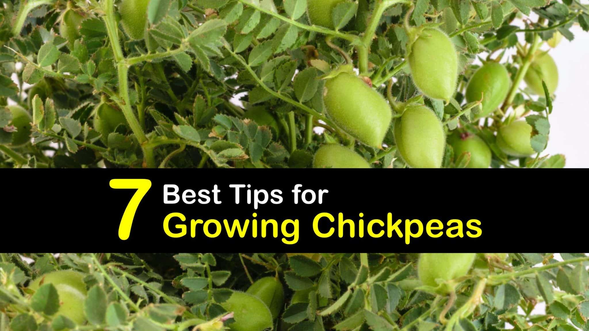 Chickpea Plant Care - Smart Ways of Growing Chickpea Plants