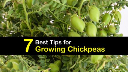 Growing Chickpeas 101: A Step-by-Step Guide - מוסך קלדרון