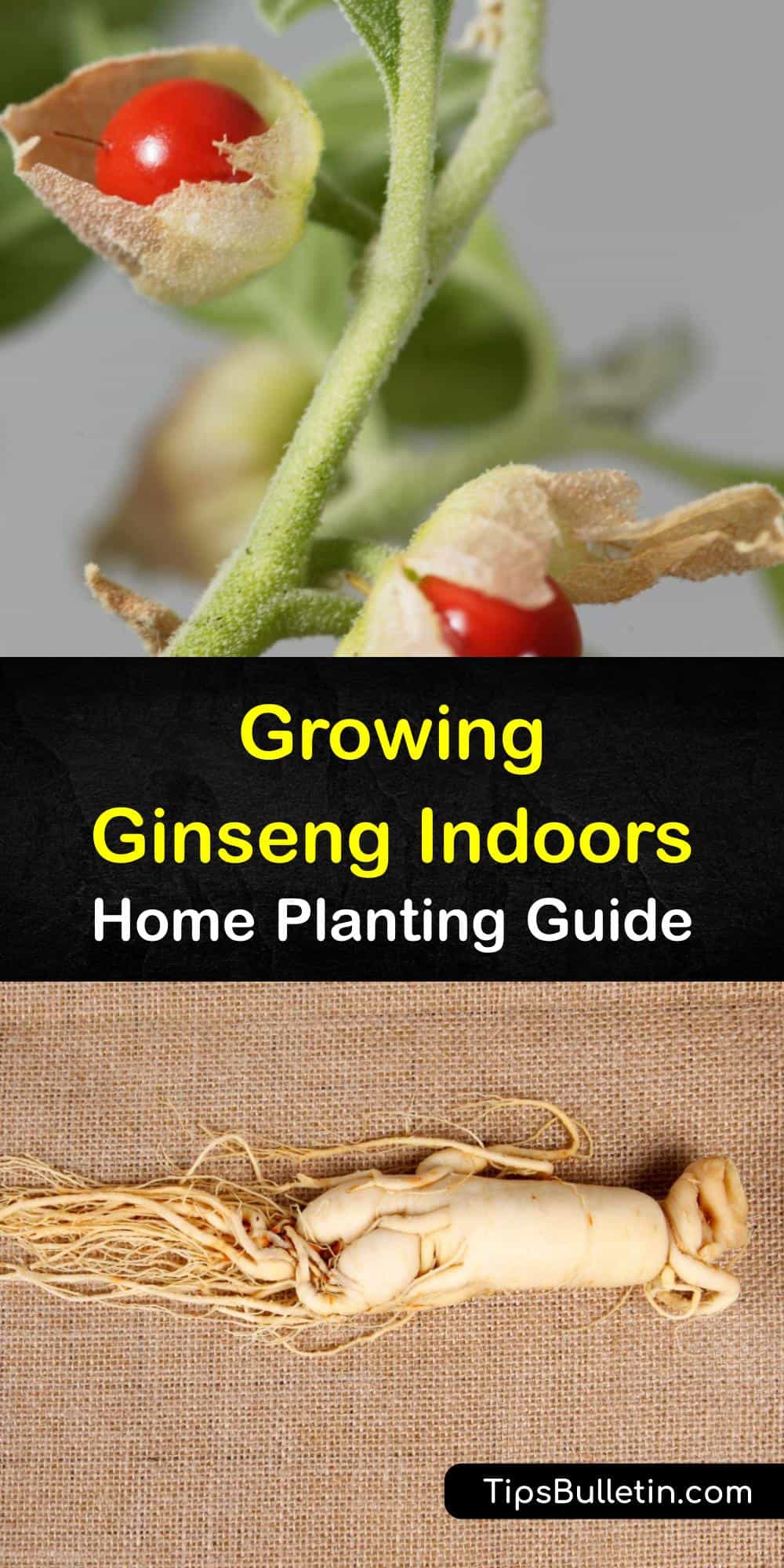 Indoor Ginseng Growing - Fast Tips for Planting Ginseng at Home